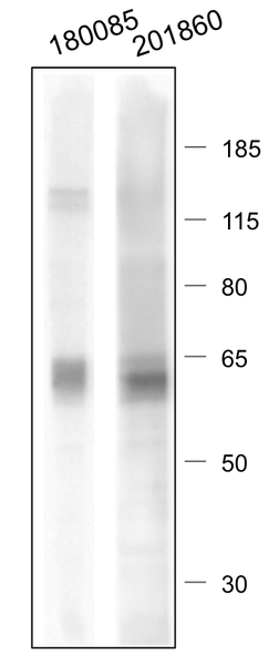 Addgene: Antibody - Anti-Arl13b [N295B/66R] - Chimeric