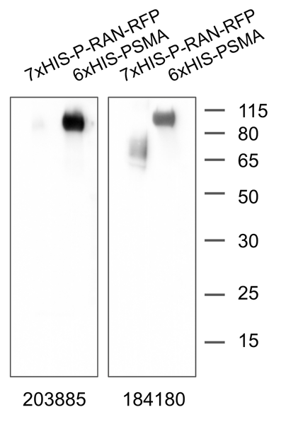 Addgene: Antibody - Anti-Glutamate carboxypeptidase 2 [J591]