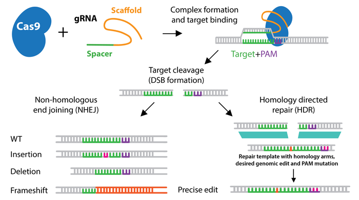 Addgene CRISPR History And Development For Genome Engineering