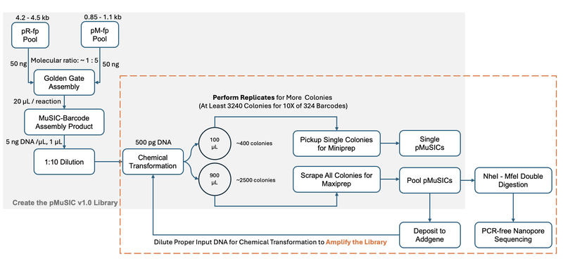 Addgene: pMuSIC