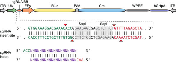 Addgene: Zhang Lab CRISPR Page