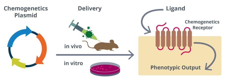 Addgene: Chemogenetics Plasmids