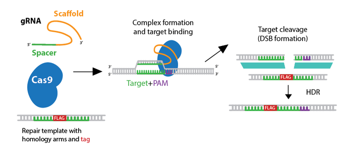 Addgene CRISPR Plasmids Tagging