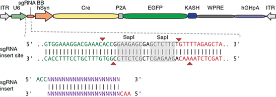 Addgene: Zhang Lab CRISPR Page