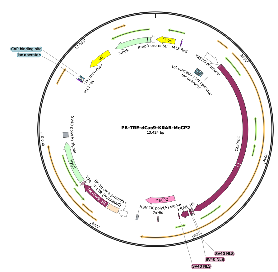 Addgene: PB-TRE-dCas9-KRAB-MeCP2
